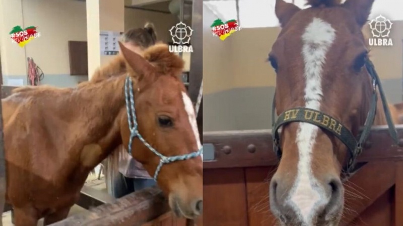 Cavalo Caramelo, que foi resgatado de telhado no RS, vai morar em ...